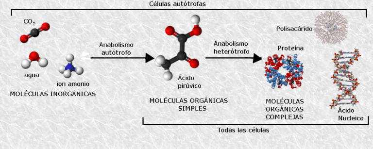 Significado de Biosíntesis - Qué es, Definición y Concepto