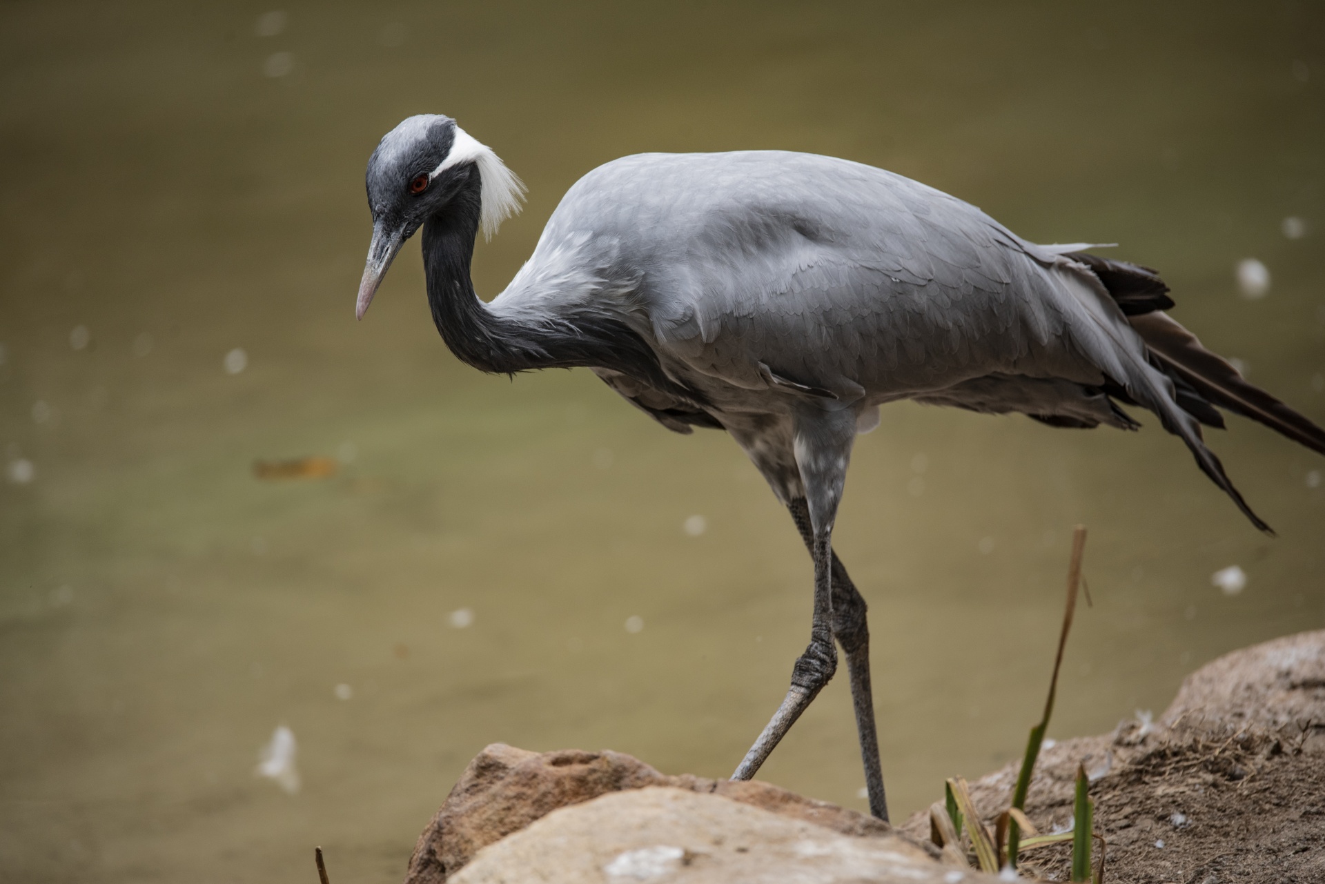 La Grulla - Qué es, atributos, características y simbolismos