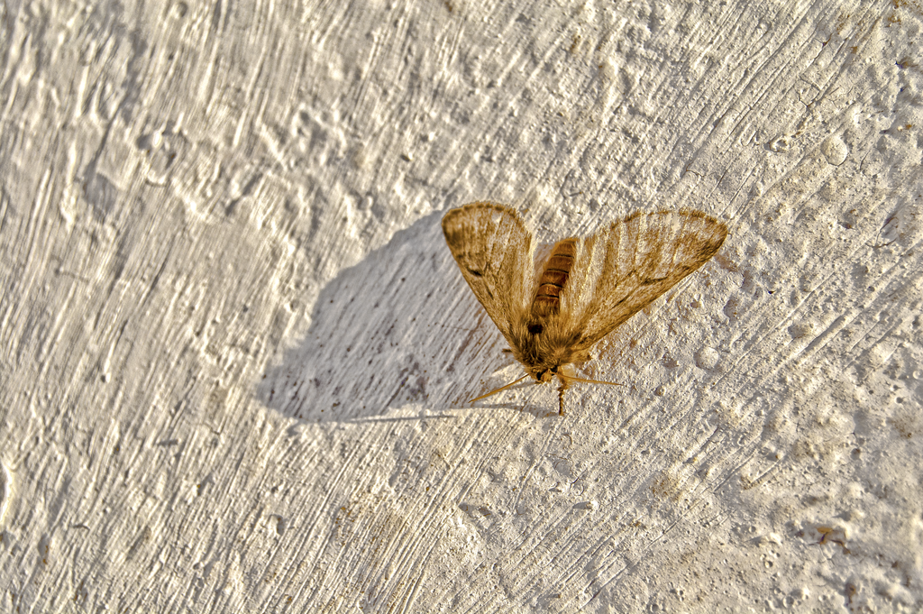 Polillas de la Ropa: Cómo Evitarlas y Proteger Tu Ropa