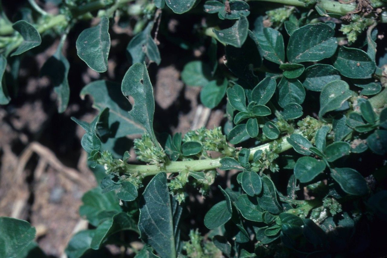 ¿A qué se refiere la palabra Bledo y el refrán con ella?