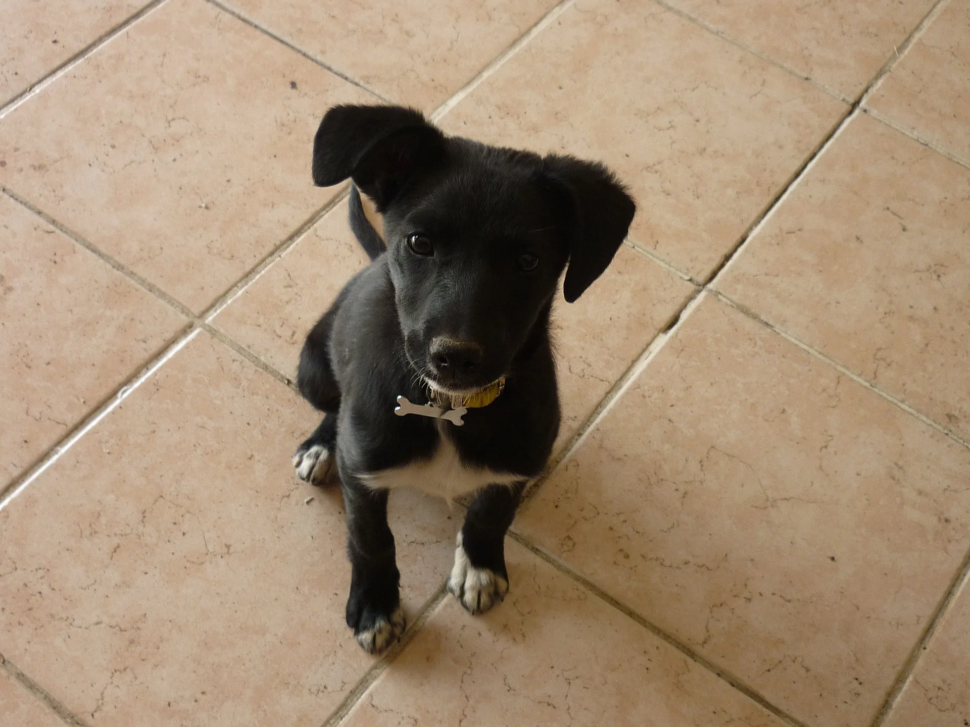 Bastardo: Origen, Significado, Historia e Insulto