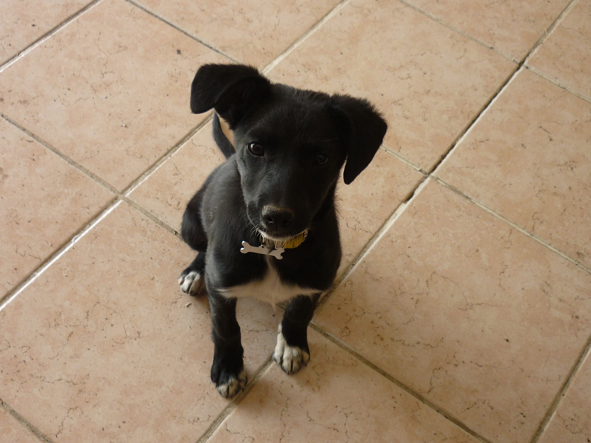 ¿A qué se refiere el término Bastardo? Características y usos