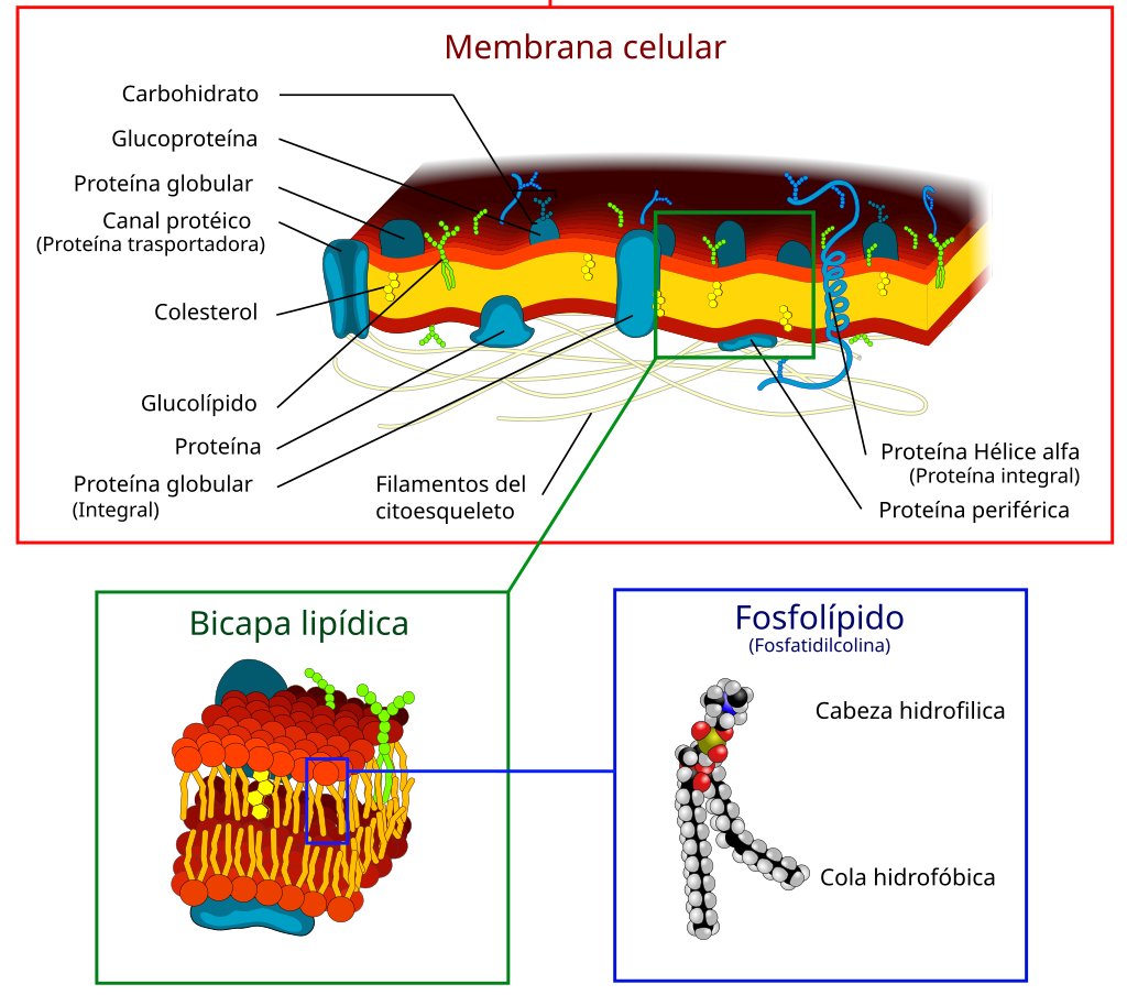 Membrana Celular: Estructura, Funciones y Transporte de Sustancias
